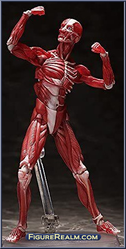 Human Anatomical Models - Figma - SP Series - Max Factory Action Figure