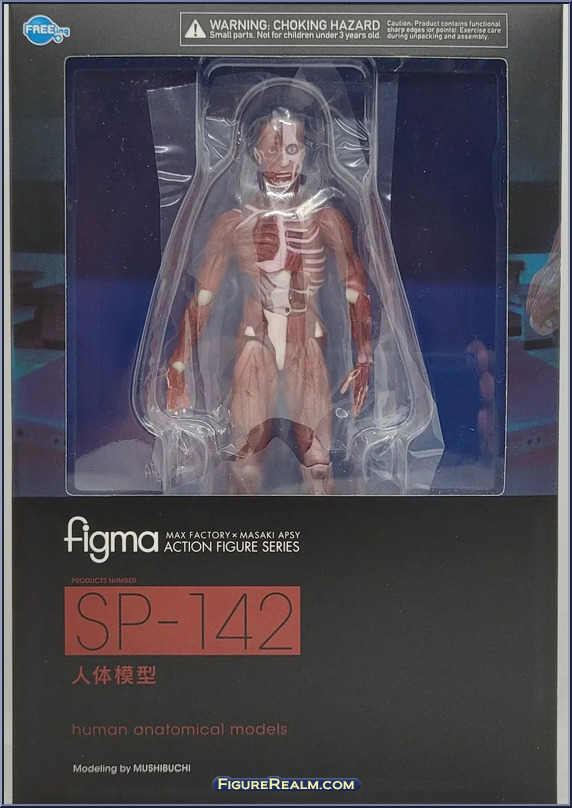 Human Anatomical Models - Figma - SP Series - Max Factory Action Figure
