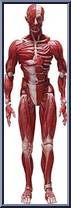Human Anatomical Models - Figma - SP Series - Max Factory Action Figure